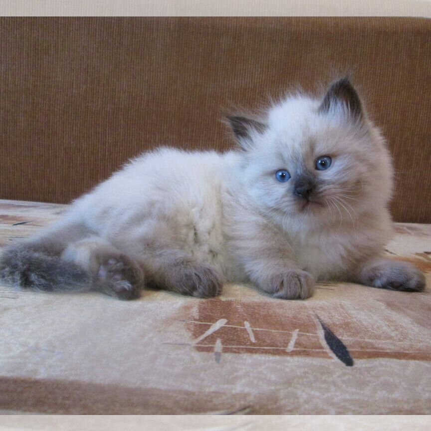 Невский маскарадный котёнок