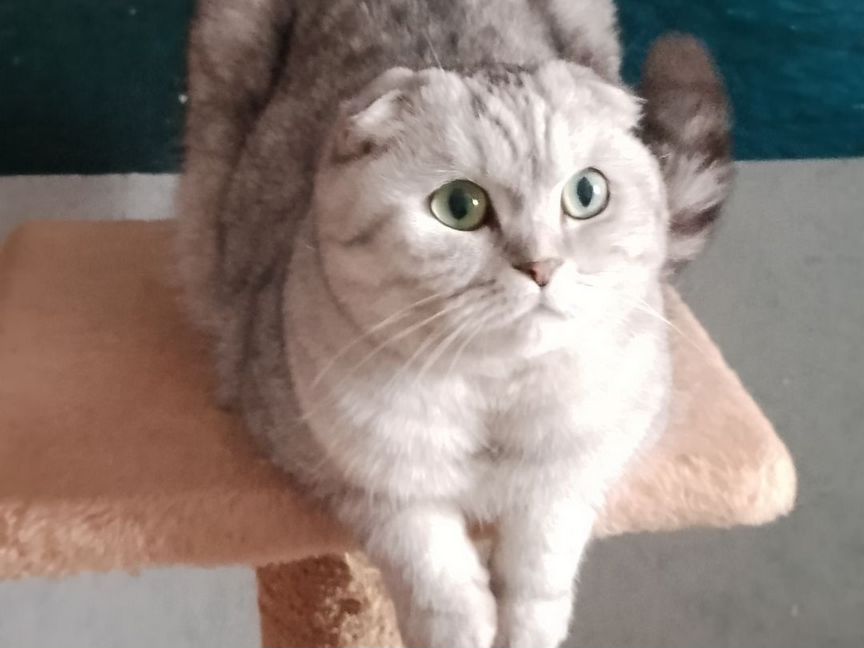 Кошки породистые бесплатно