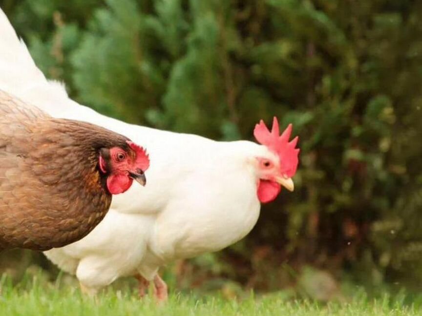 Куры утки циплята