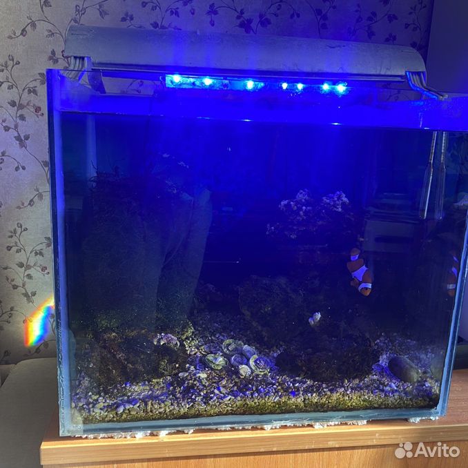 Готовый морской аквариум 60 л