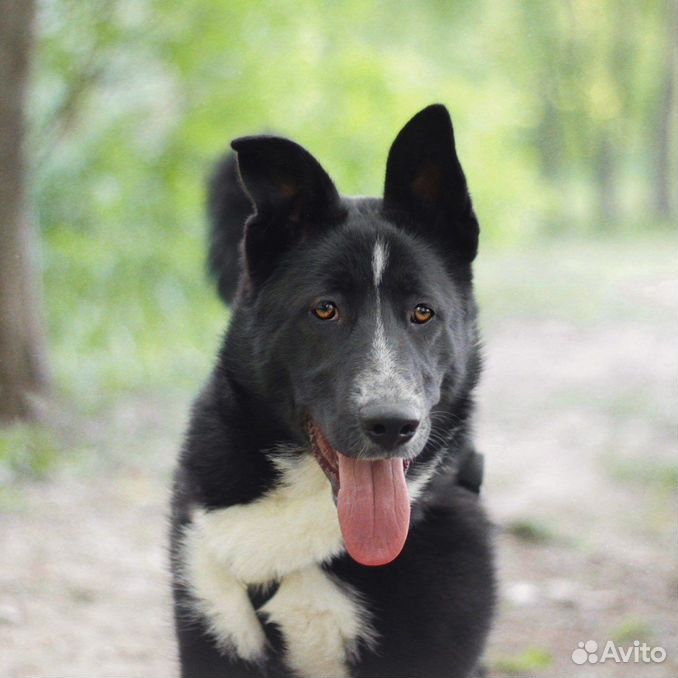 Шикарный пес ищет дом