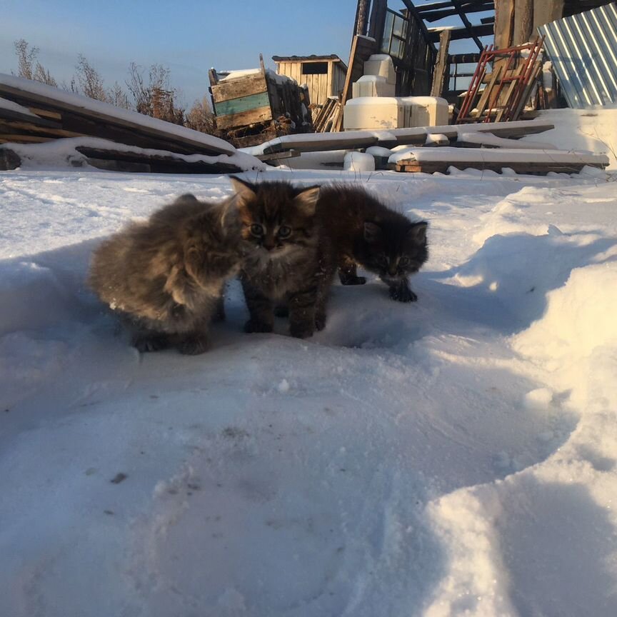 Котята в добрые руки