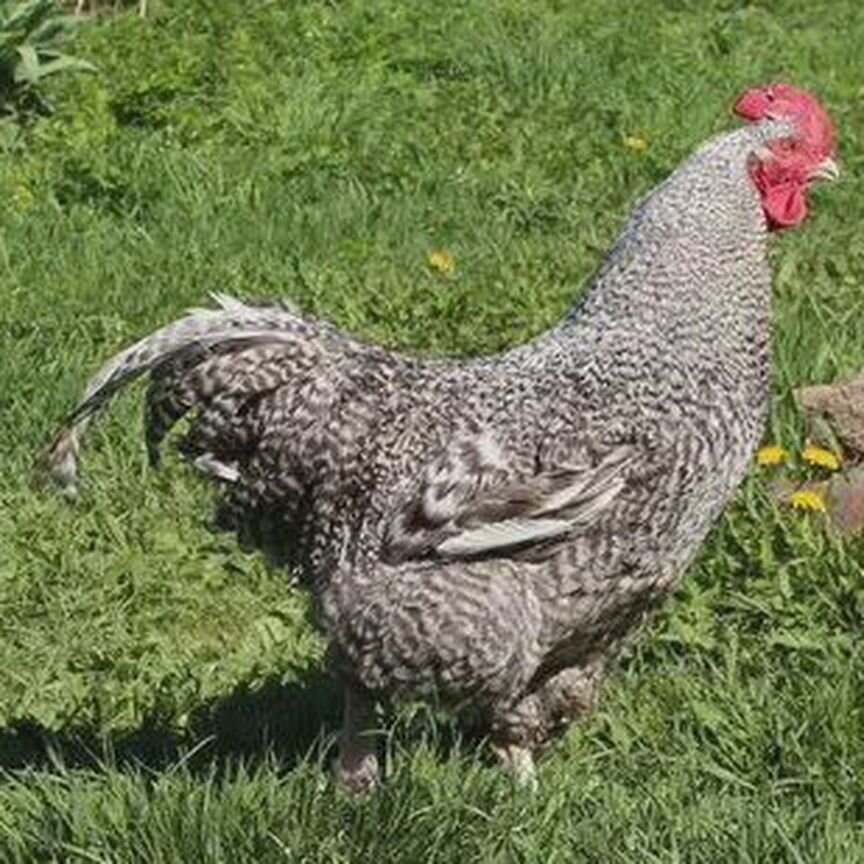 Куры мехеленская кукушка