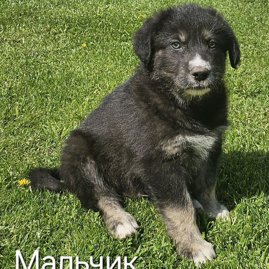 Щенок в добрые руки