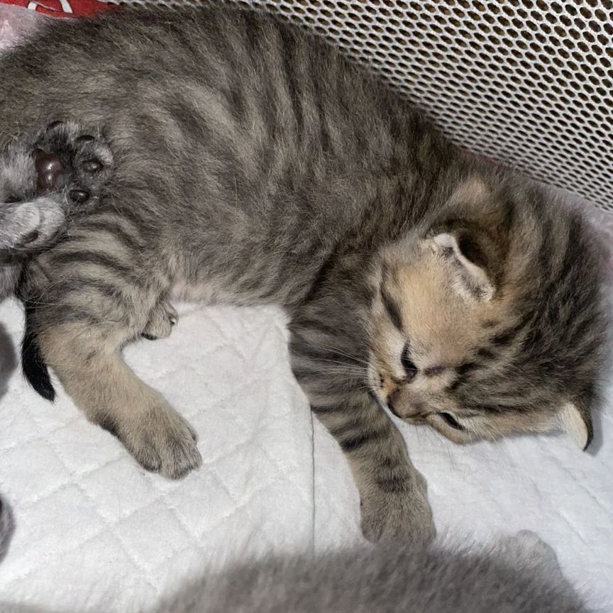 Открыта бронь на котят