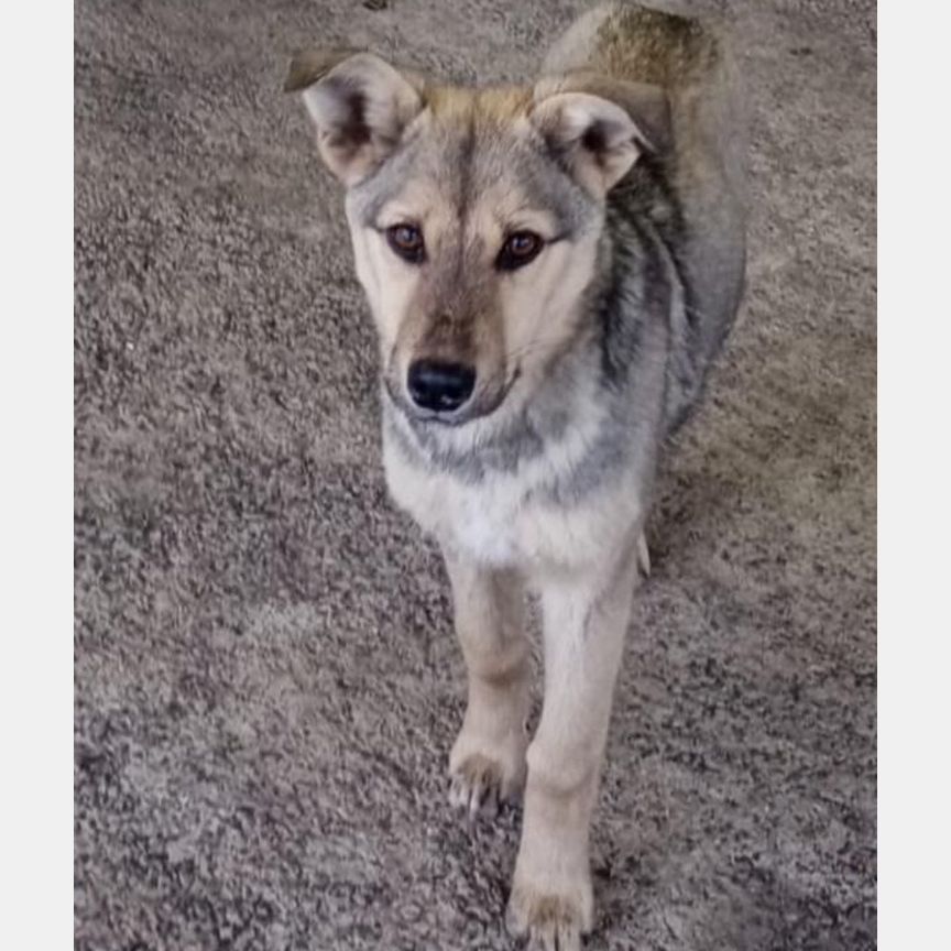 Щенки в добрые руки