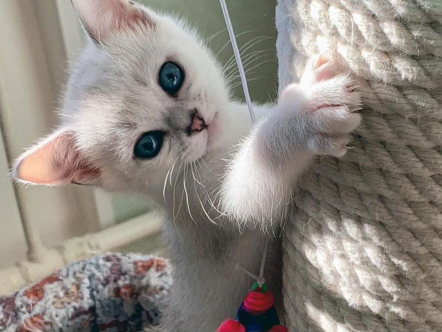 Бурмилла котята
