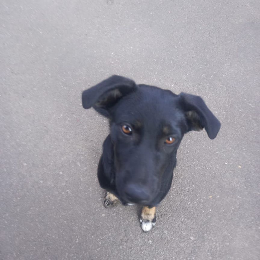 Две "дворянки" 6 месяцев ищут семьи