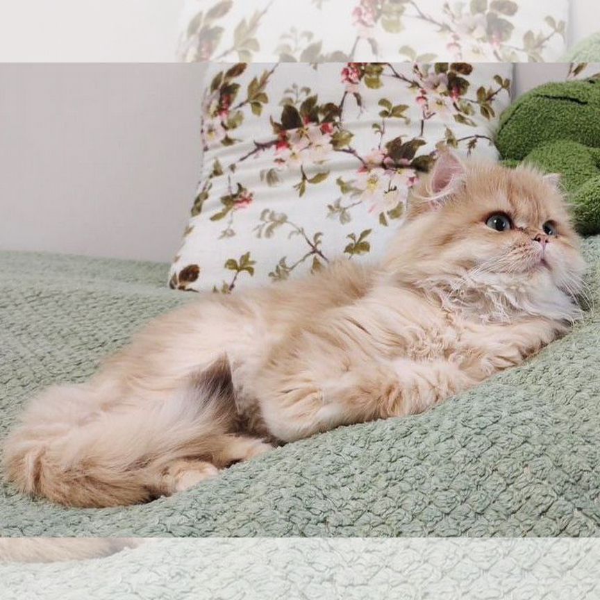 Коты золотые шиншиллы вязка