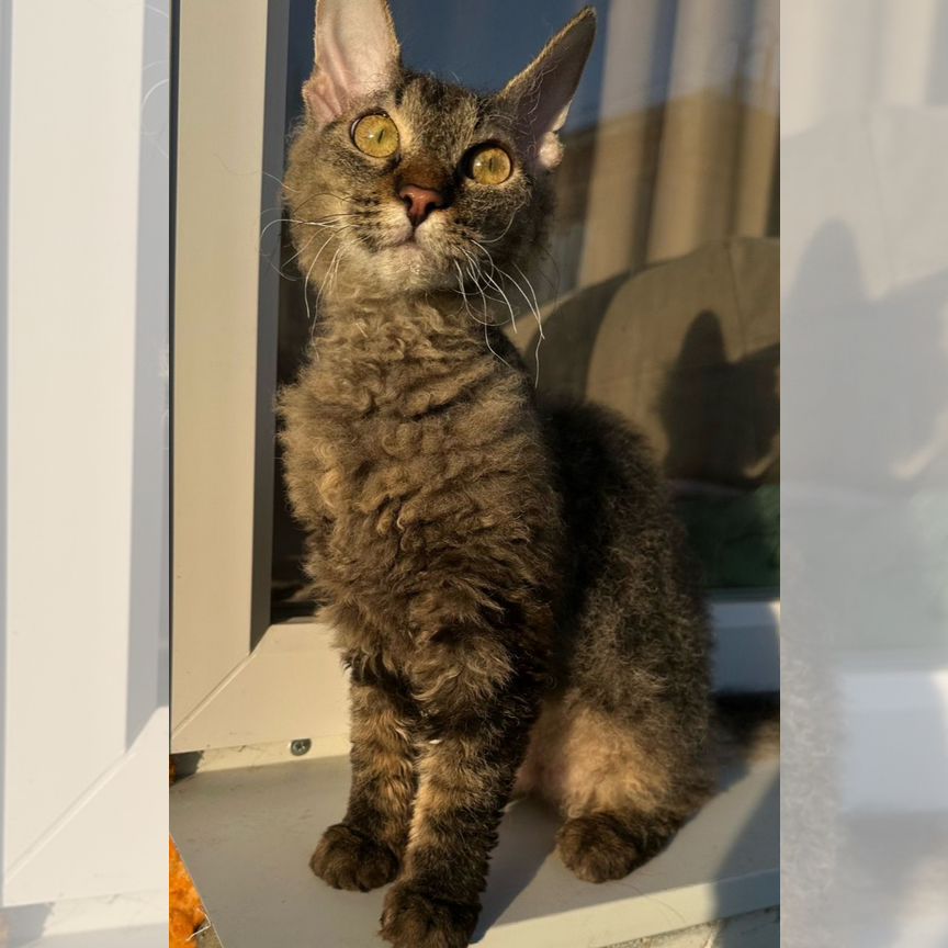 Донской сфинкс котёнок