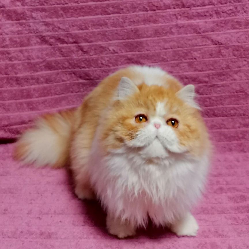 Экзотические котята