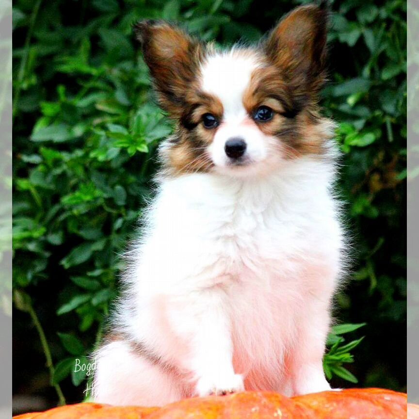 Континентальный той-спаниель папильон, щенок