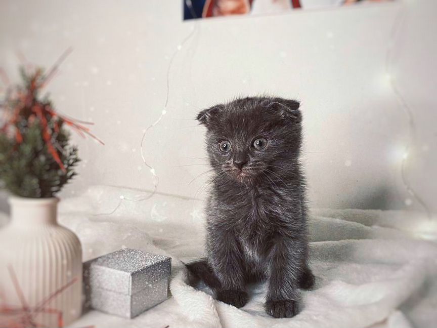 Вислоухие котята в добрые руки