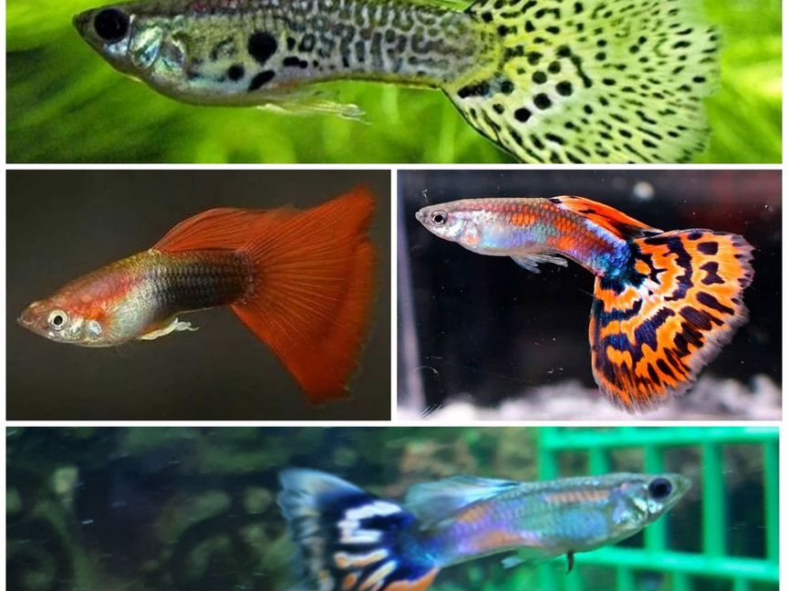 Аквариумные рыбки гуппи