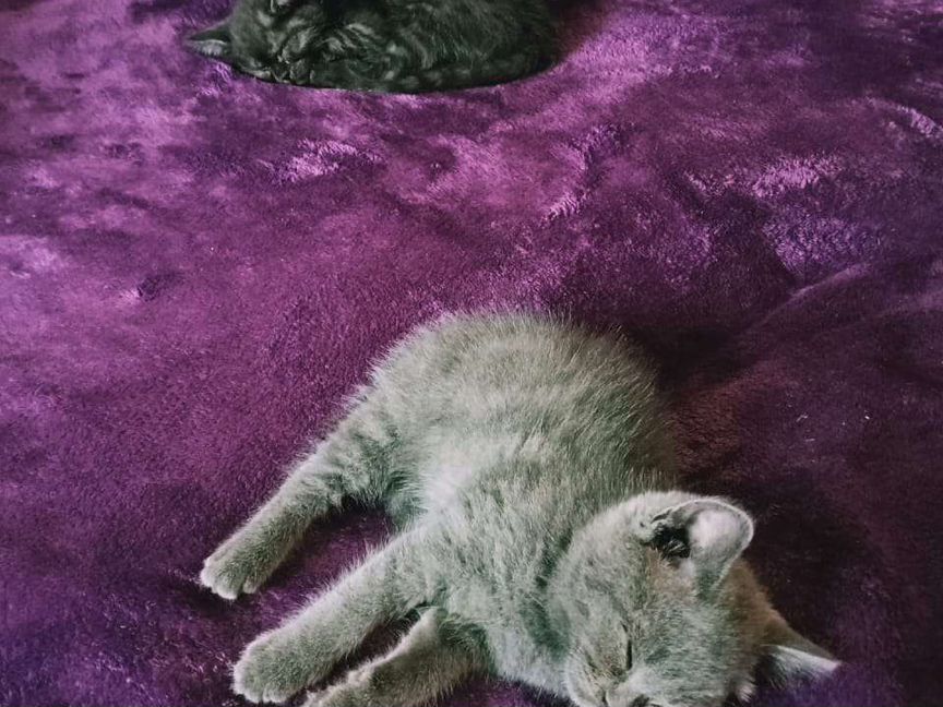 Отдам бесплатно котят