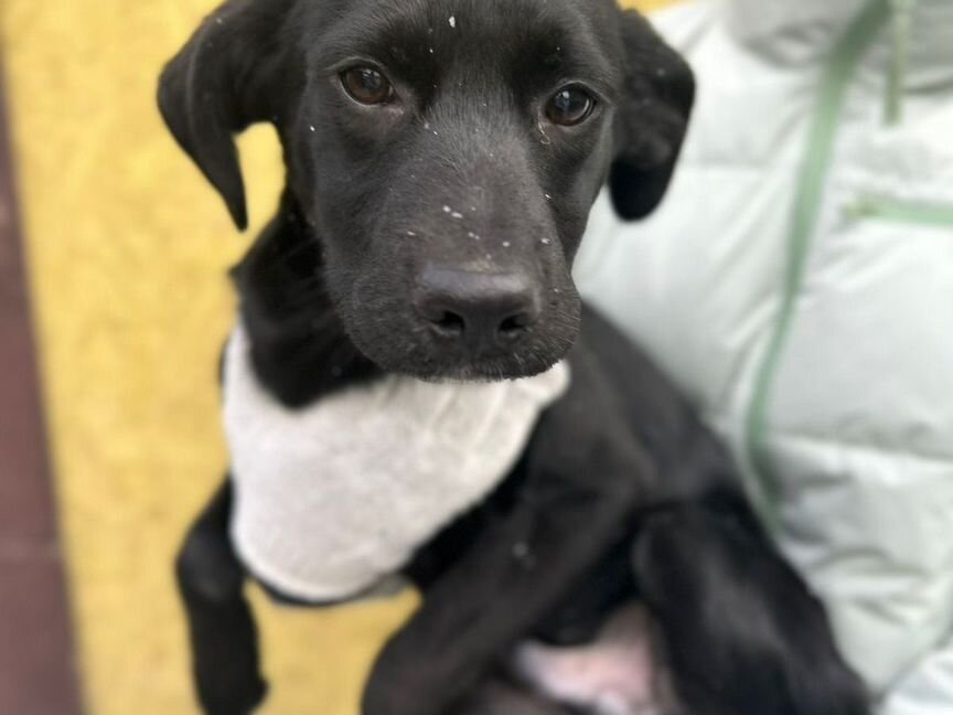 Контактный и активный щенок мечтает о семье