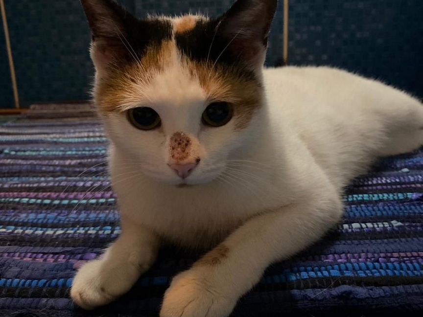 Кошка