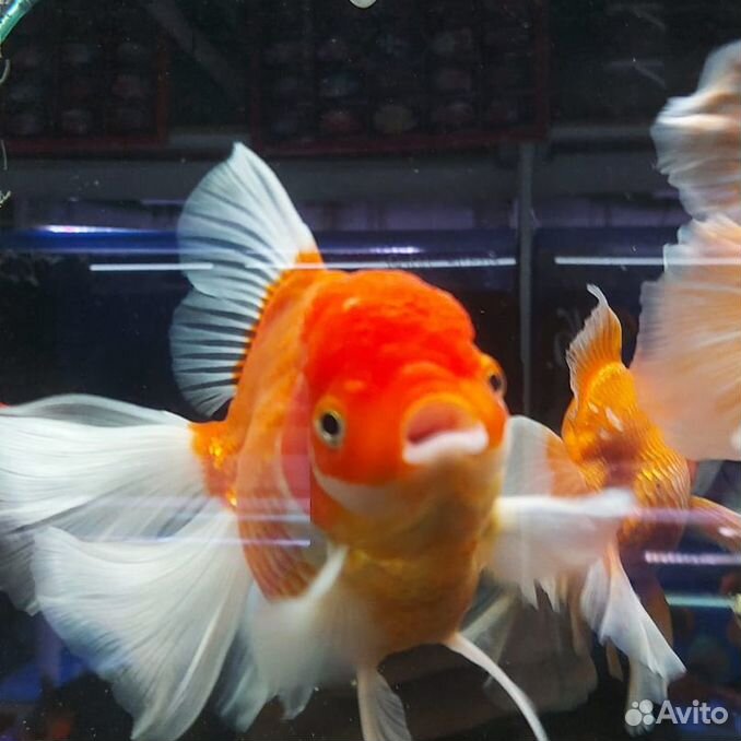 Золотая рыбка Оранда (Oranda Goldfish) люкс класс