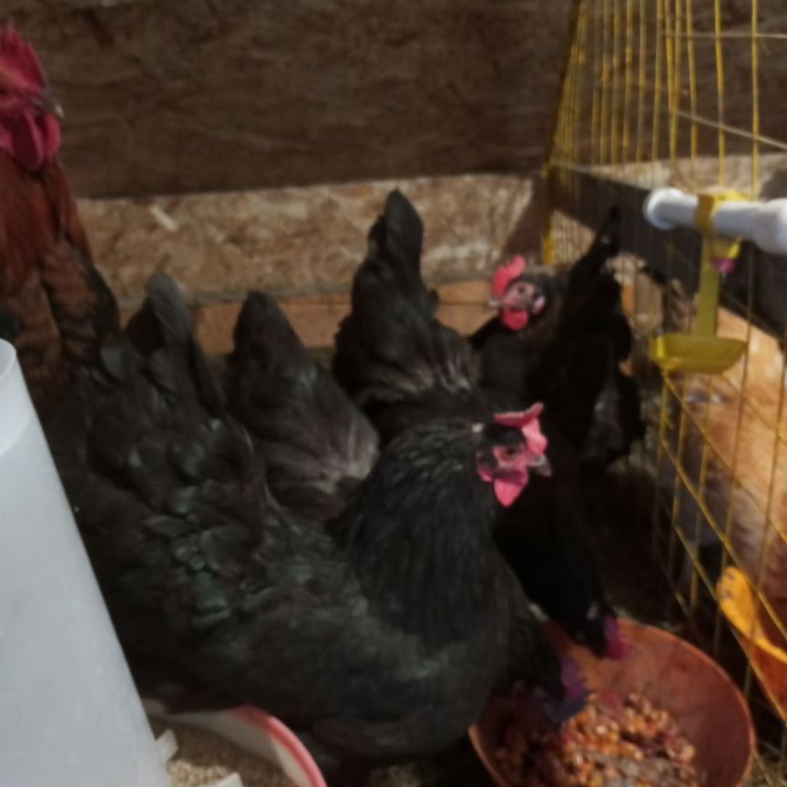 Инкубационное яйцо породы