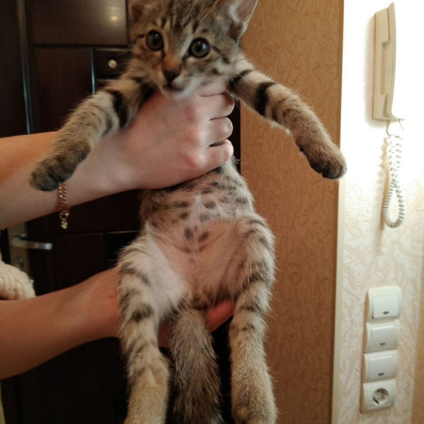 Котята в добрые руки бесплатно