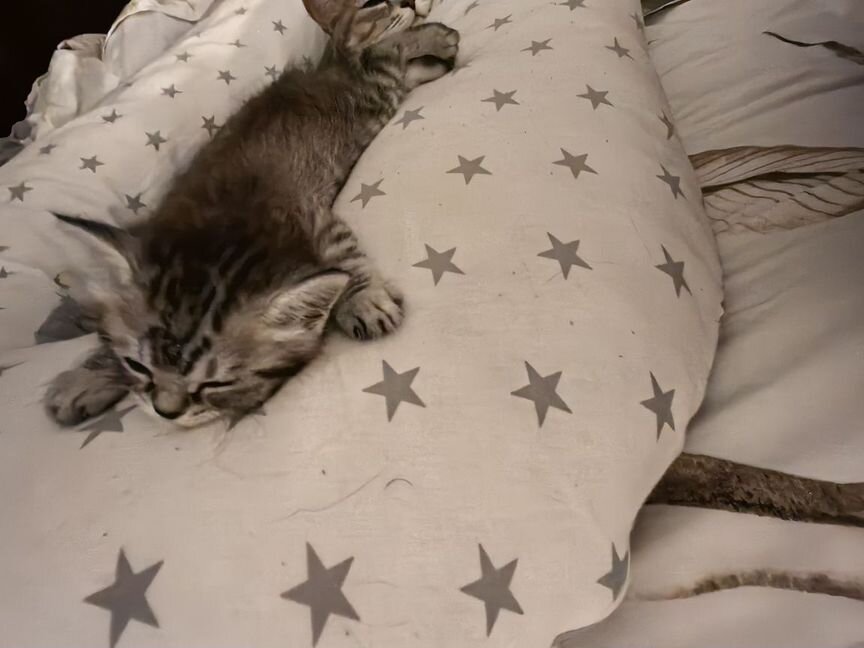 Отдам котенка в добрые руки