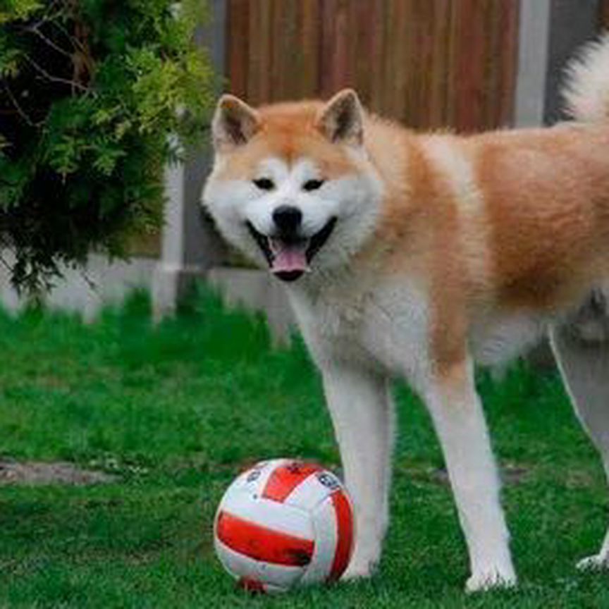 Кобель Акиты ину в добрые руки