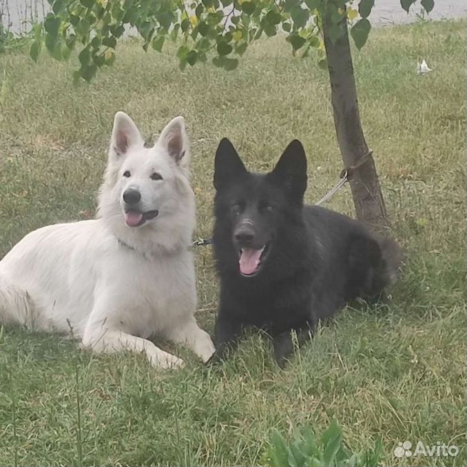 Щенки Волкособы
