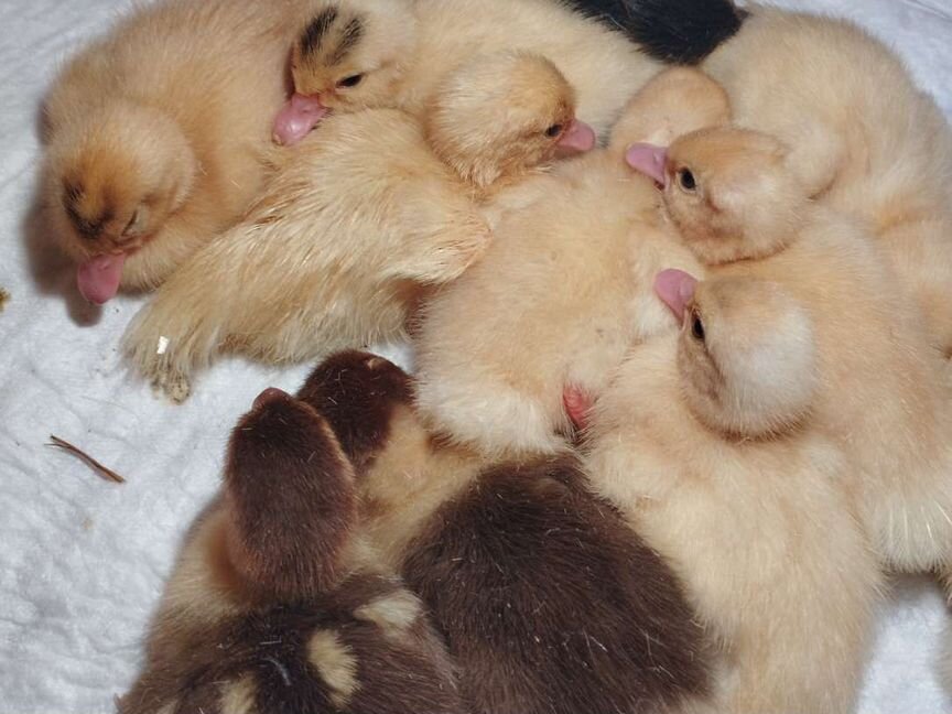 Ия индоуток, Селезни индоуток