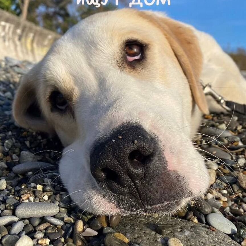 Щенок в добрые руки