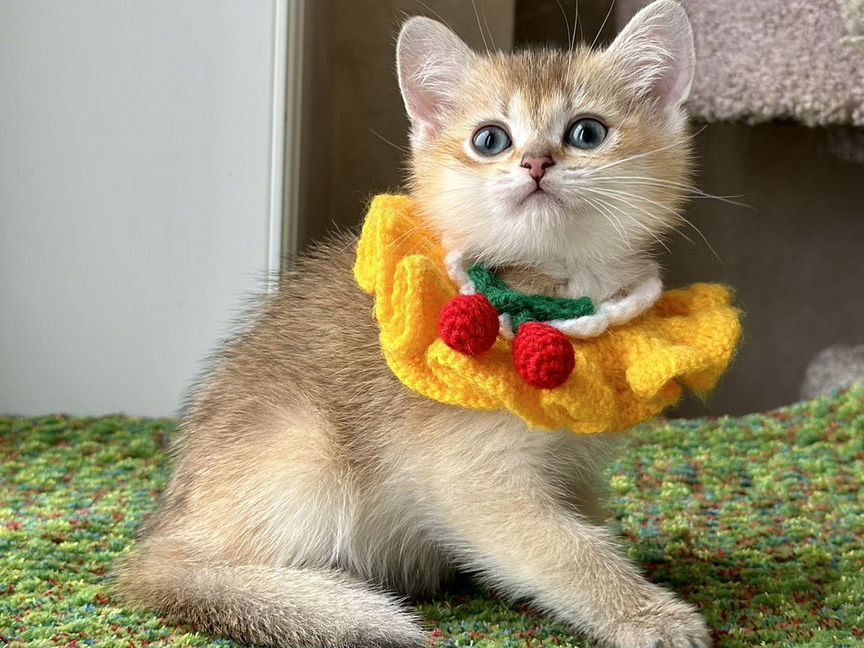 Милая кошечка золотая шиншилла тикированная