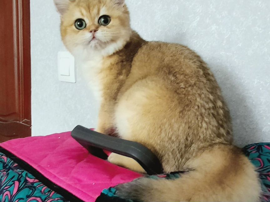 Британская золотая кошечка