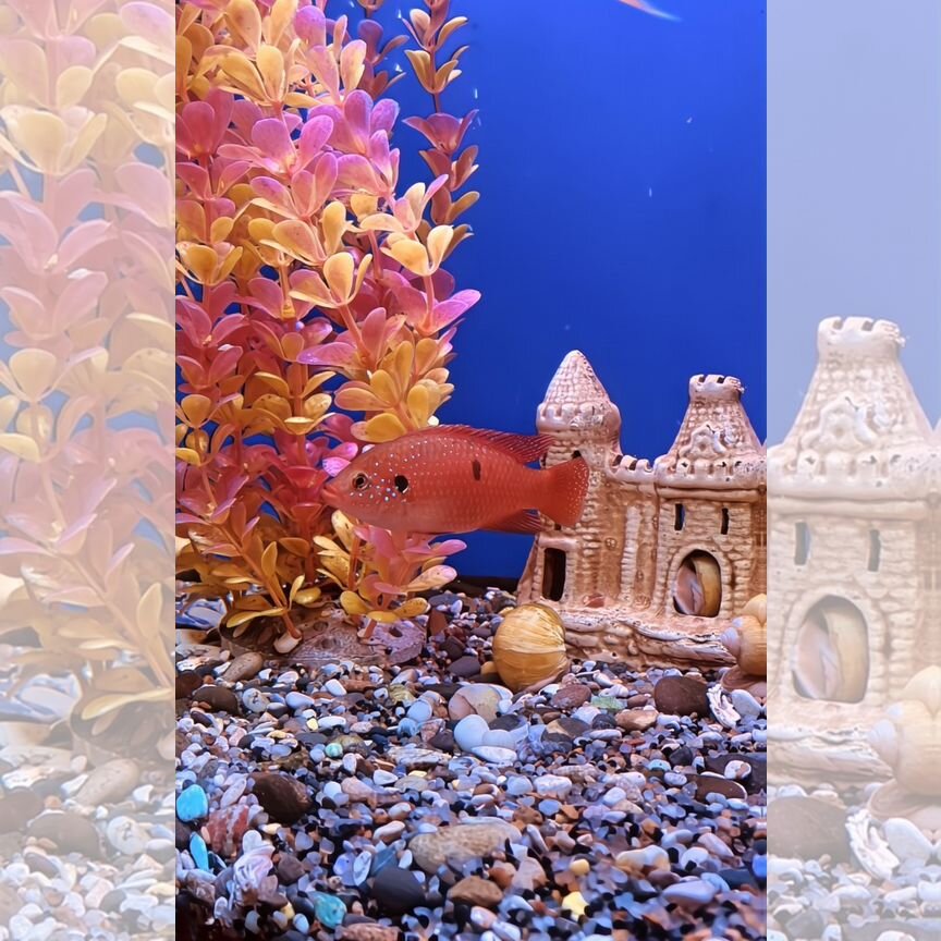 Хромис красавец