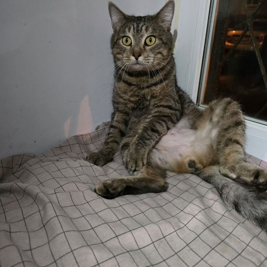 Кот в добрые руки. Бесплатно