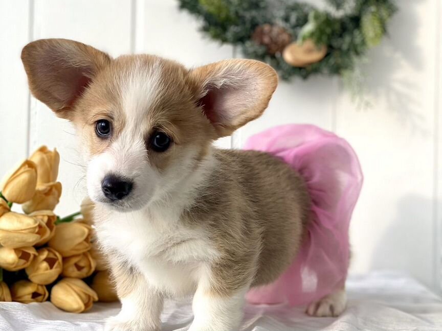 Вельш корги щеночек