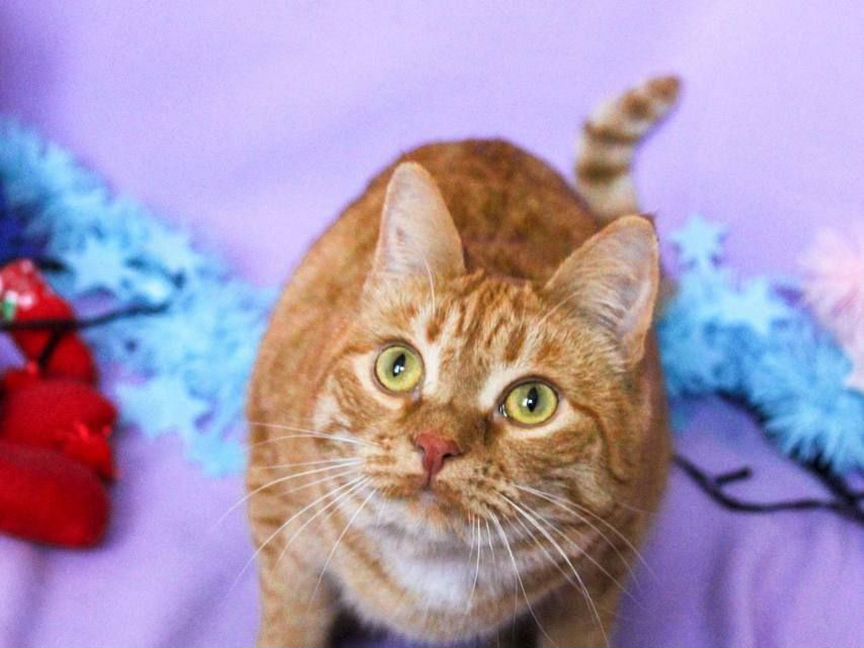 Рыжая Кошка Дафна в добрые руки