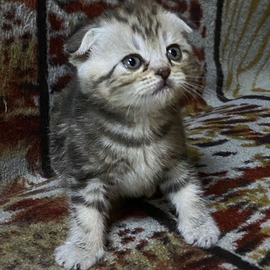 Шотландские вислоухие котята
