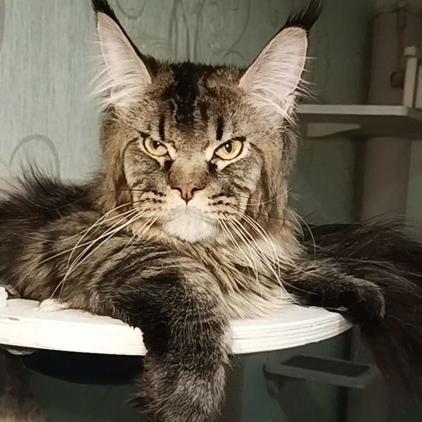 Мейн-кун котёнок