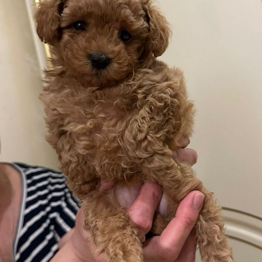 Мальтипу Ред браун