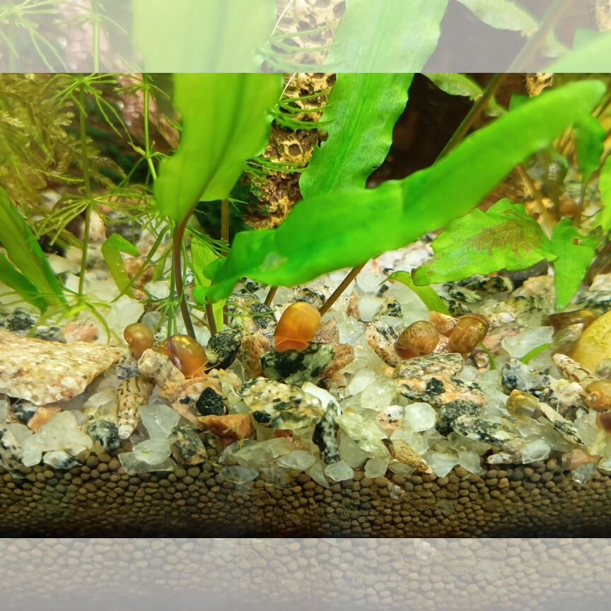 Улитки аквариумные. Отдам