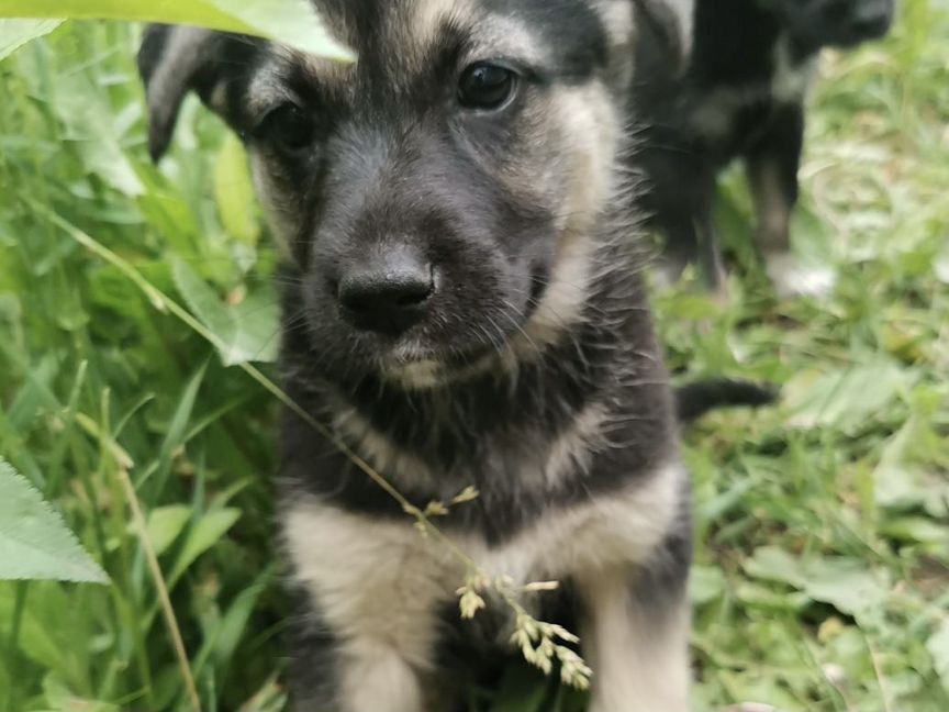 Щенок в добрые руки бесплатно