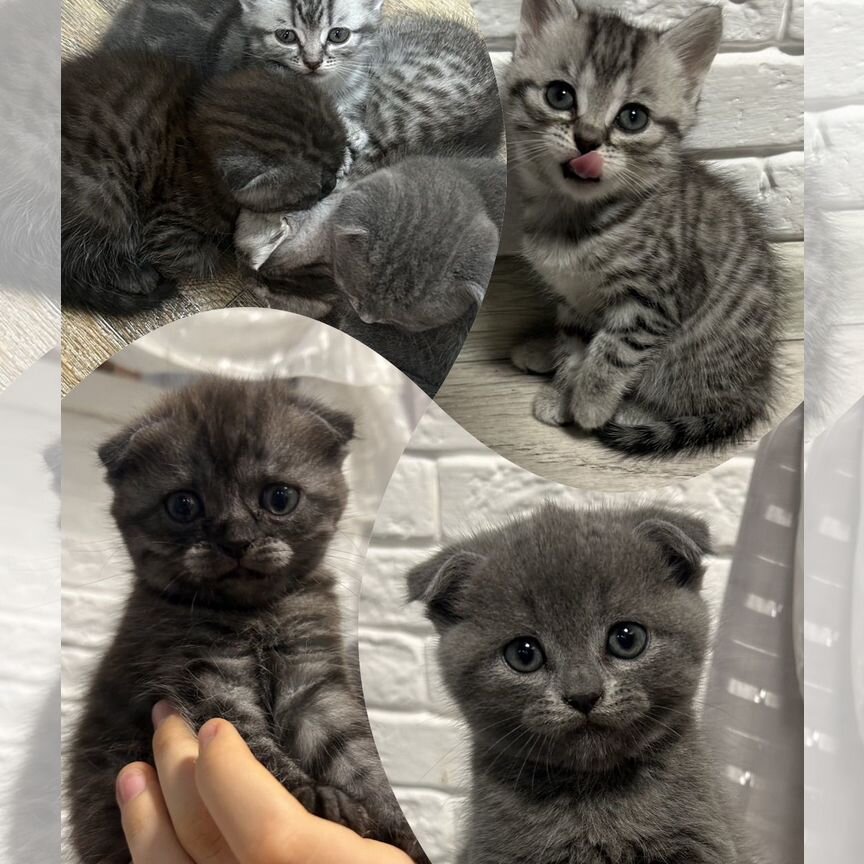 Шотландские вислоухие котята