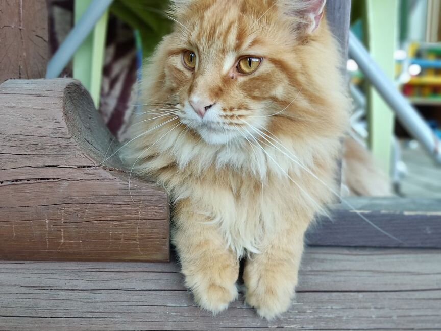 Кот мейн-кун