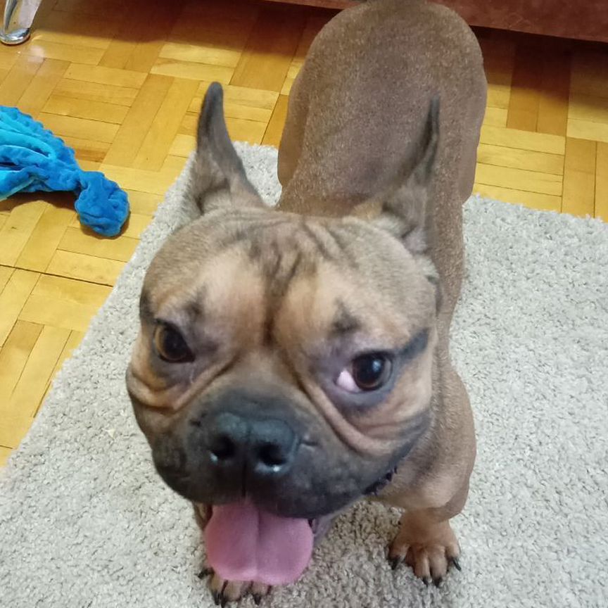Французский бульдог, щенок