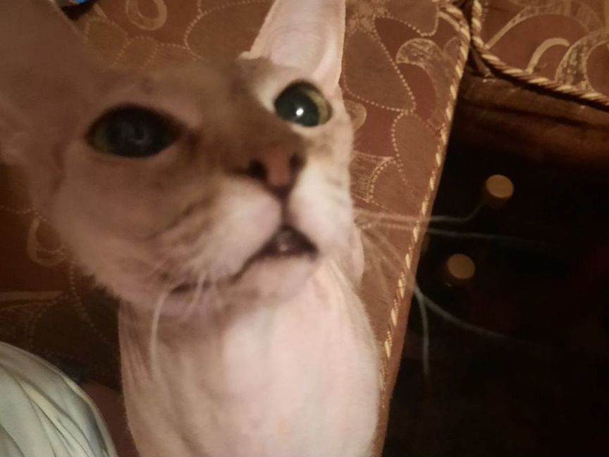 Возьму котенка браш-велюр