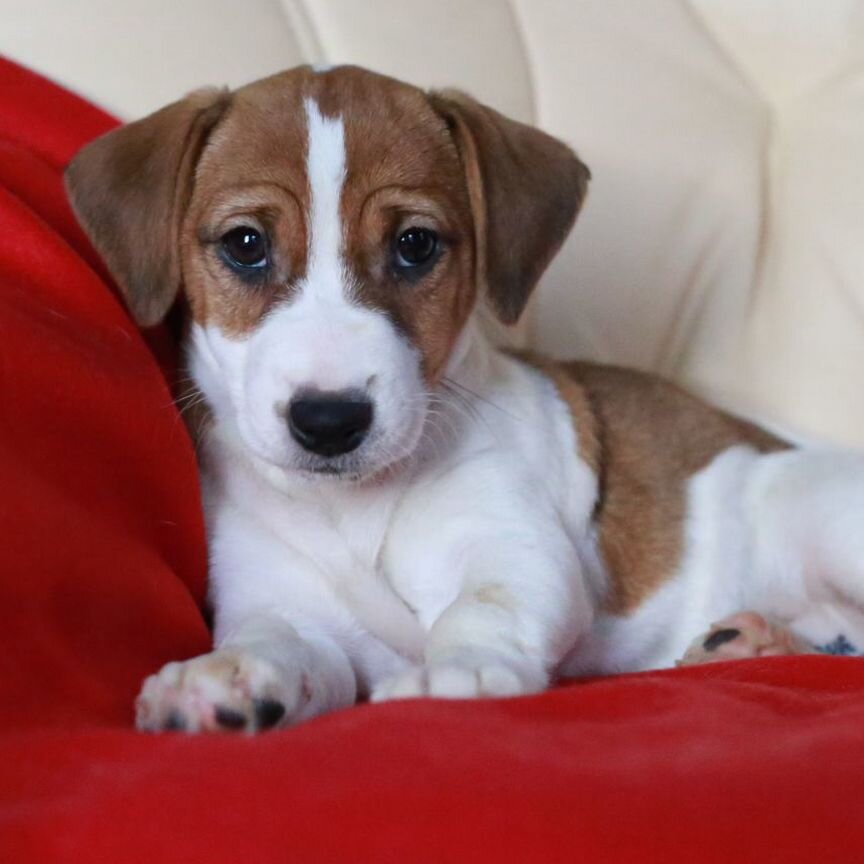 Джек-рассел-терьер, щенок