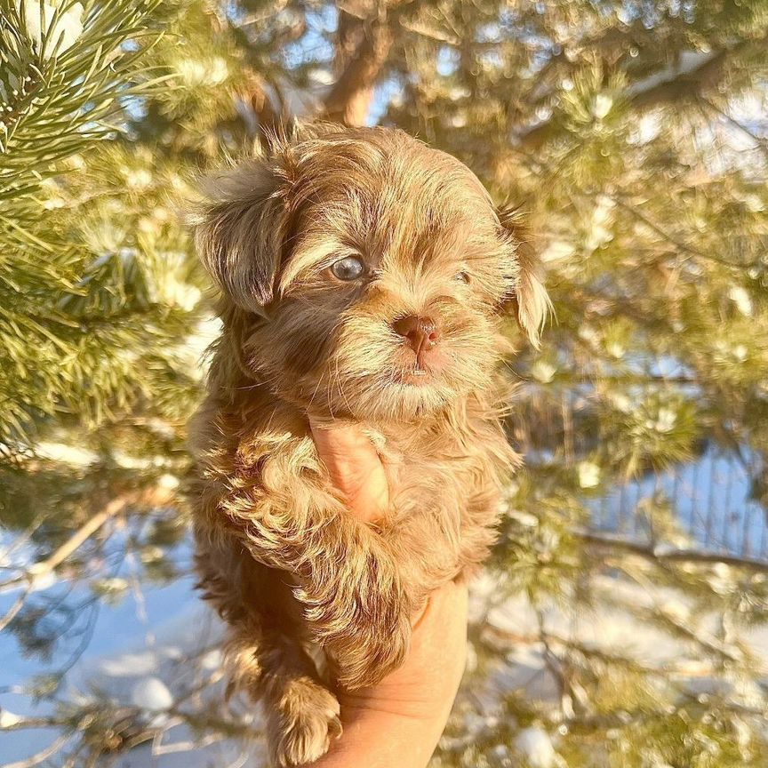 Мальтипу, щенок