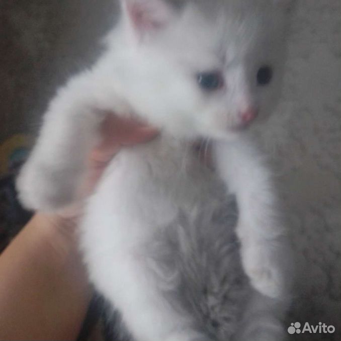 Кошка британка