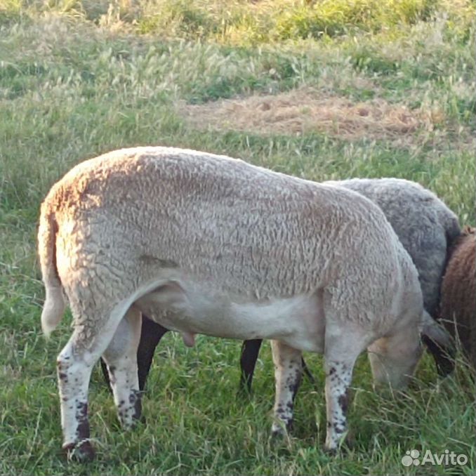 Овцы бараны