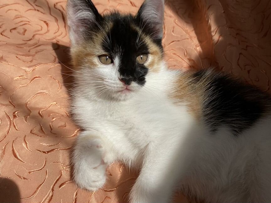 Кошка