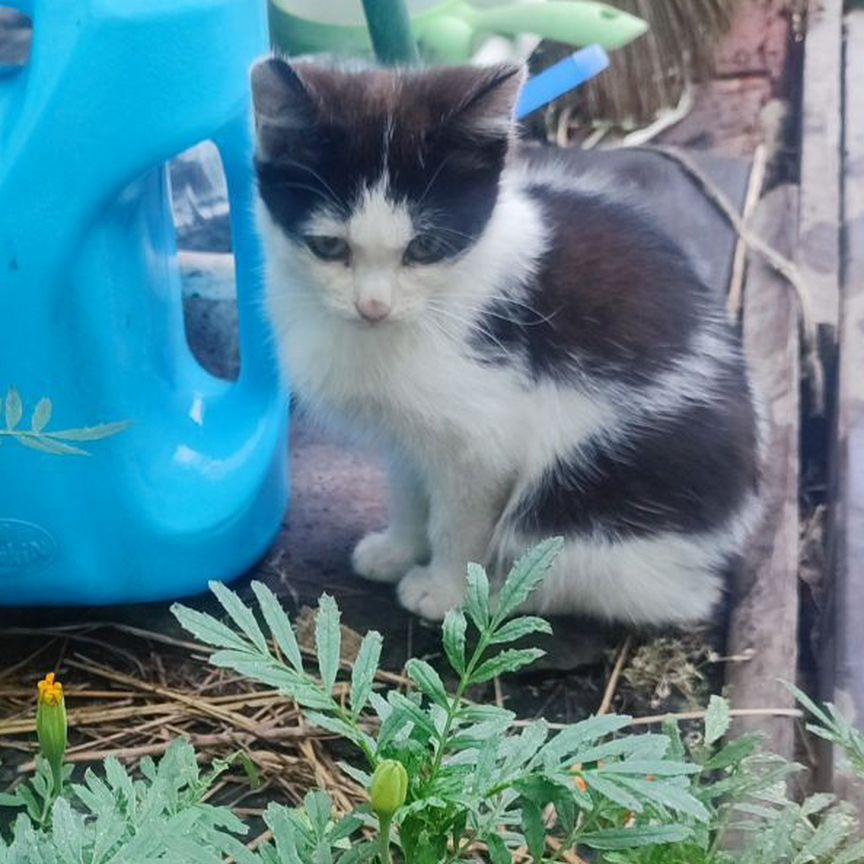 Отдам кота в добрые руки бесплатно